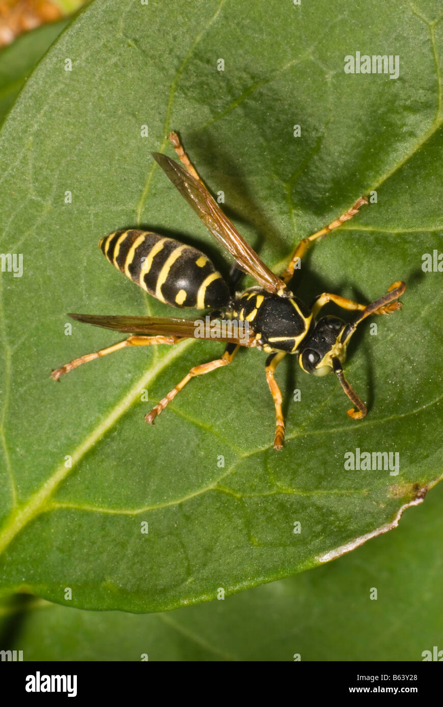 Polistes nimpha hi-res stock photography and images - Alamy