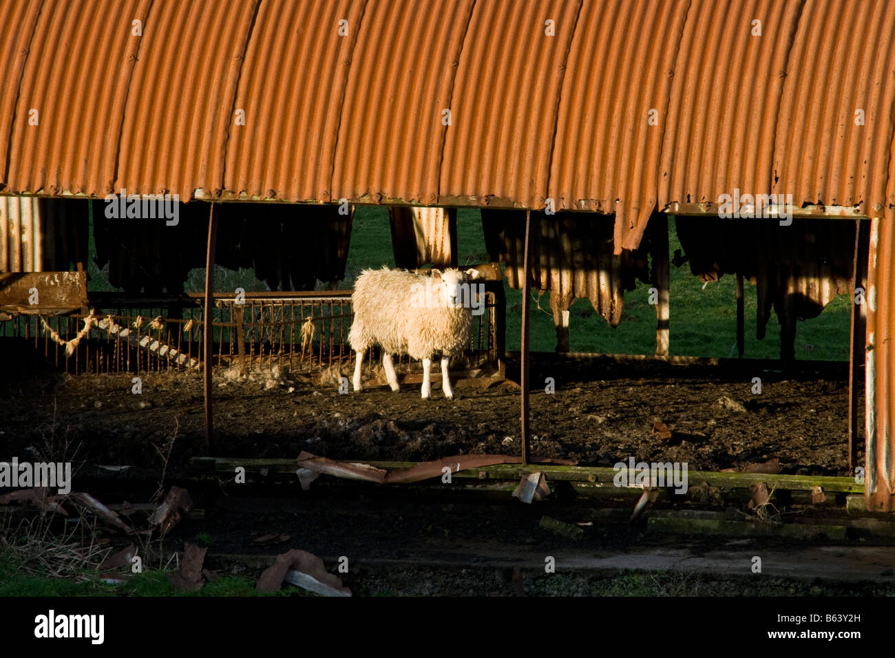 Corrugated metal shed hi-res stock photography and images - Alamy