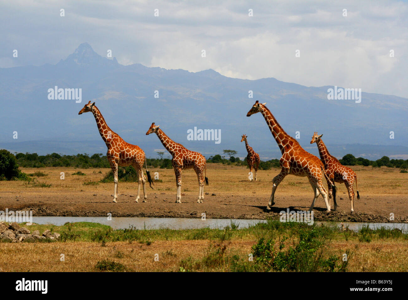 Mount kenya wildlife conservancy hi-res stock photography and images ...