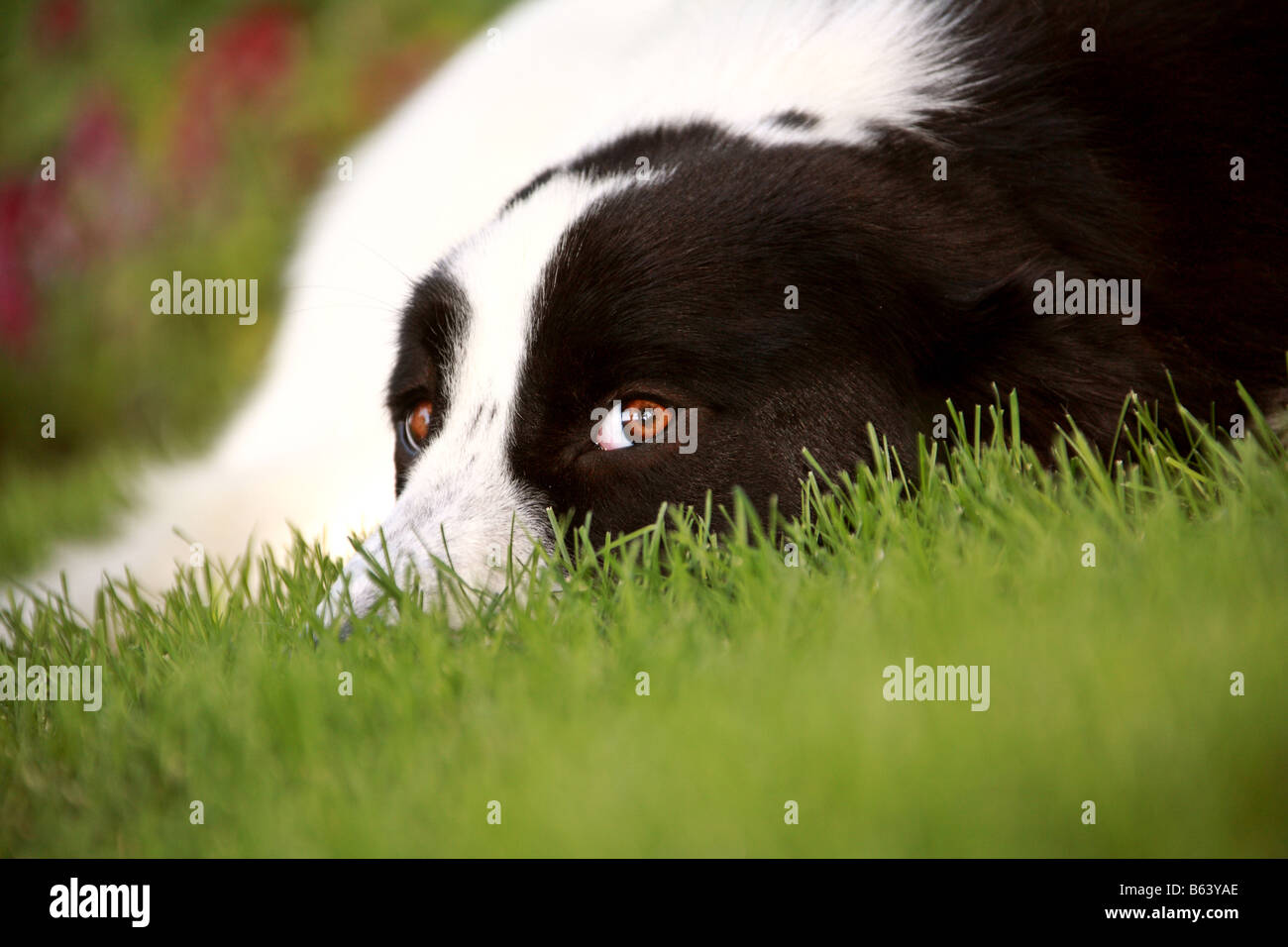 Eying hi-res stock photography and images - Alamy