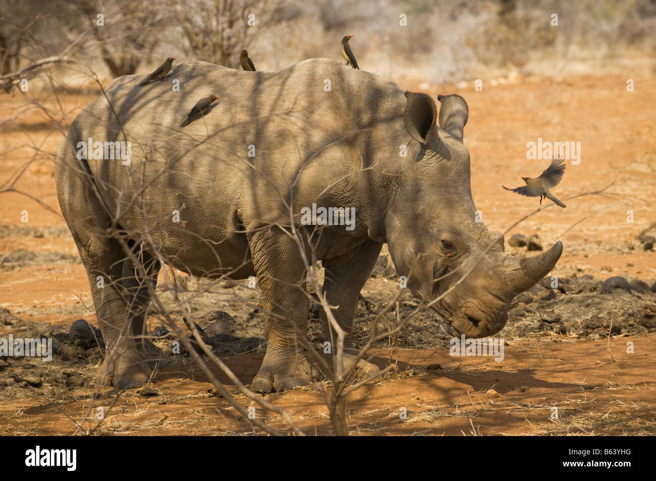 Red billed oxpecker rhinoceros hi-res stock photography and images - Alamy