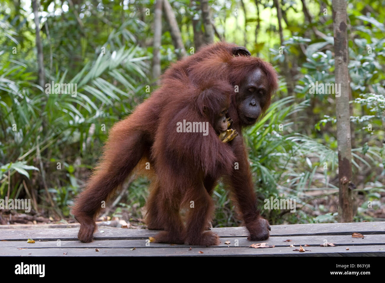 Andrew battell hi-res stock photography and images - Alamy