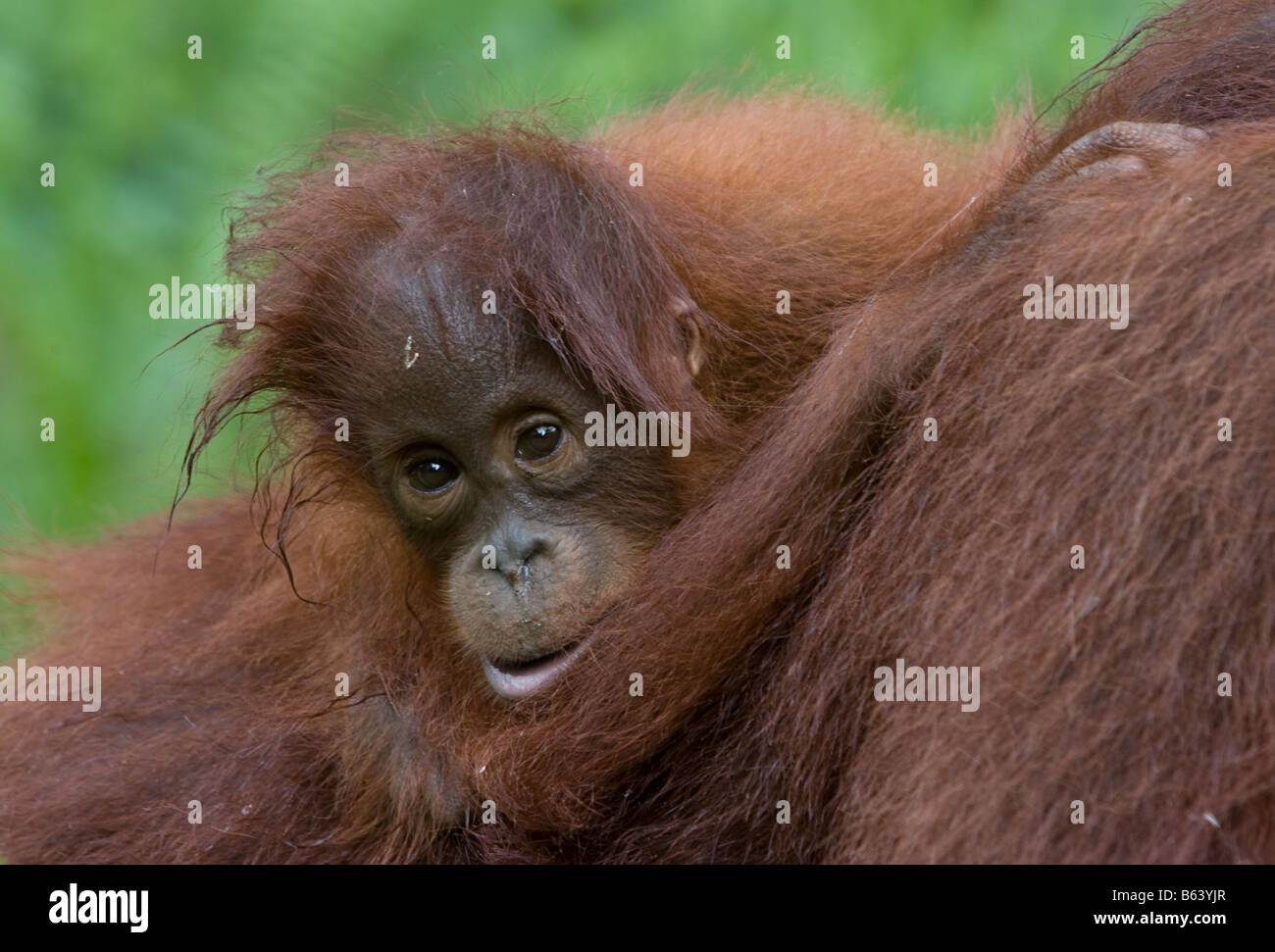Back of baby orangutan hi-res stock photography and images - Alamy