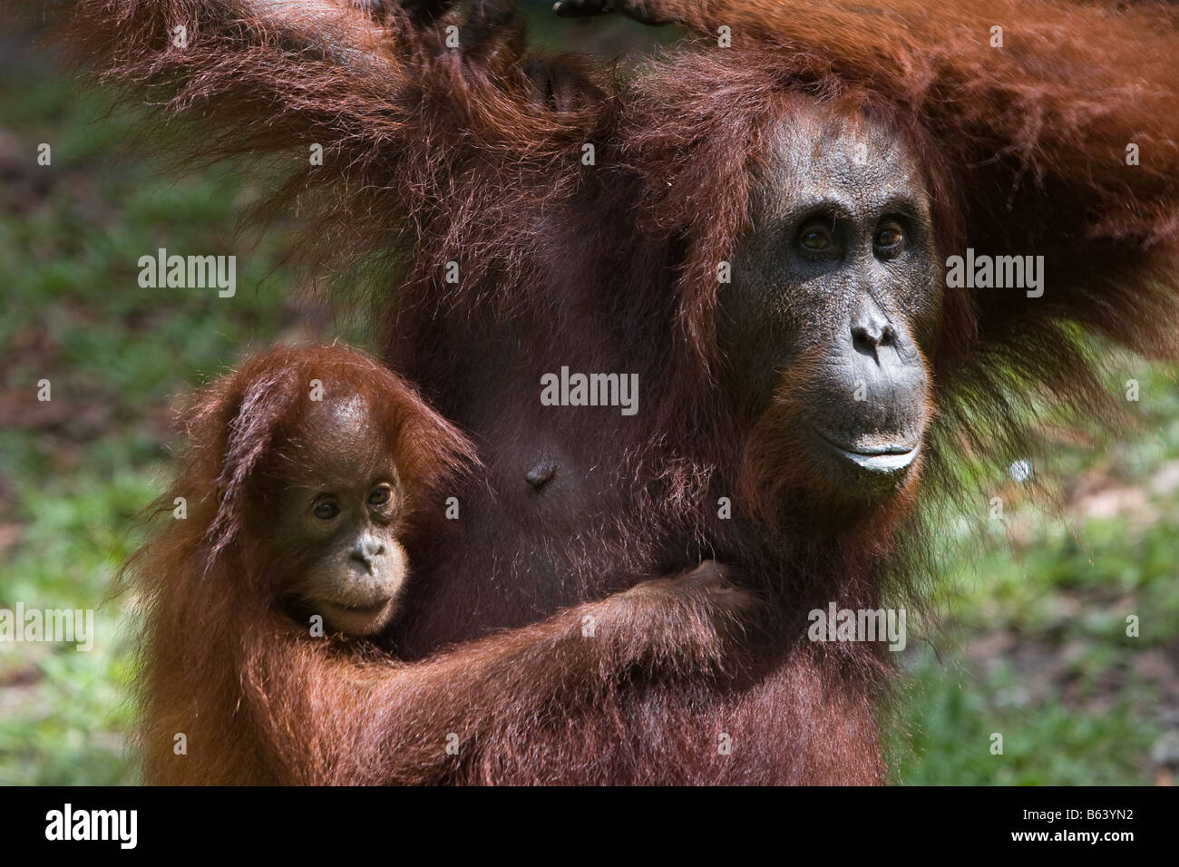 Geophagy hi-res stock photography and images - Alamy