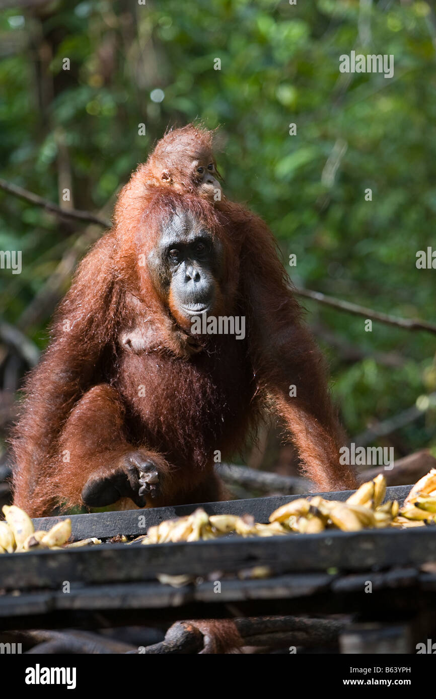 Andrew battell hi-res stock photography and images - Alamy