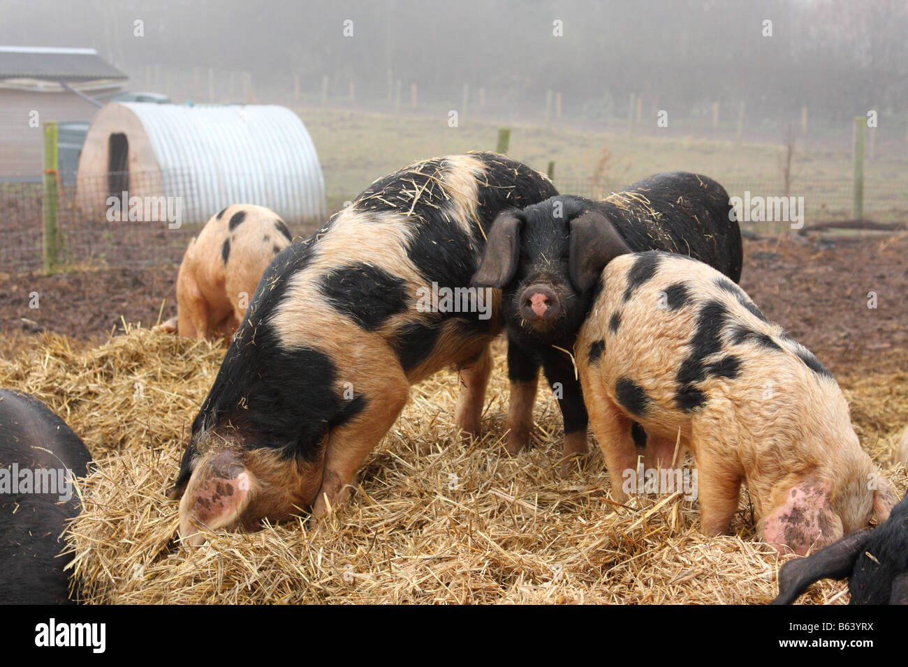 Freerange animal agriculture hi-res stock photography and images - Alamy