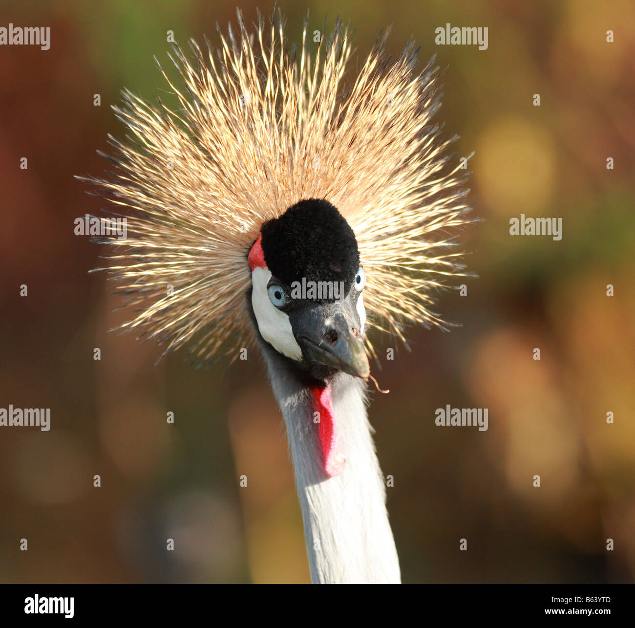 Crowned Crane, Africa, Beauty, Hairstyle, Electric, Fright Stock Photo ...
