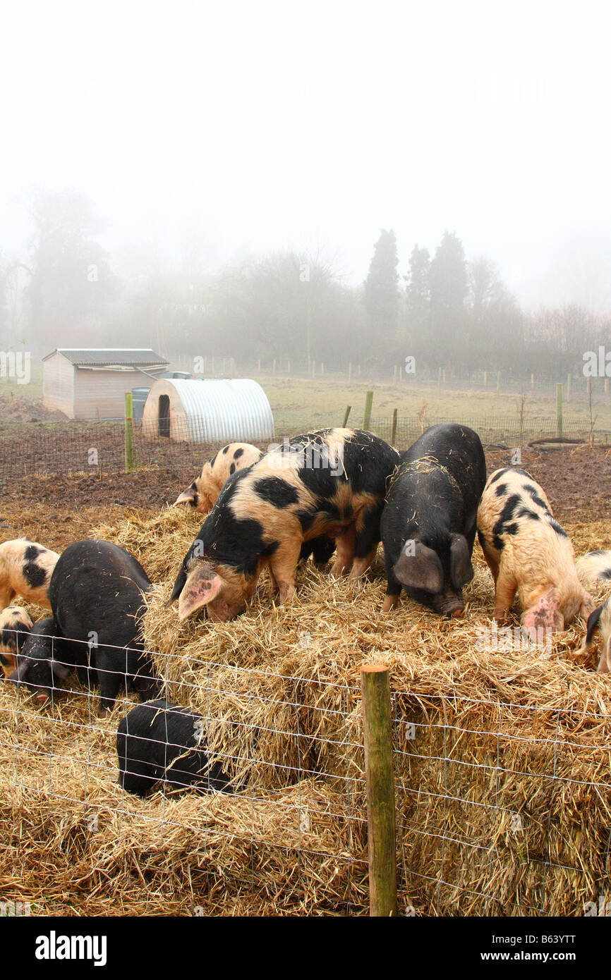 Pigs on a U.K. farm Stock Photo - Alamy