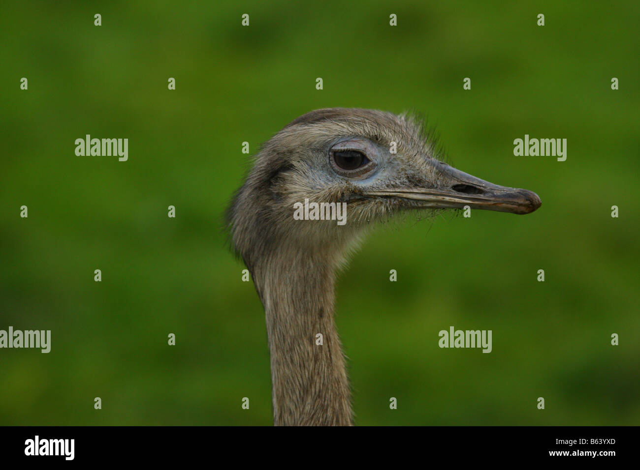 Rhea young hi-res stock photography and images - Alamy