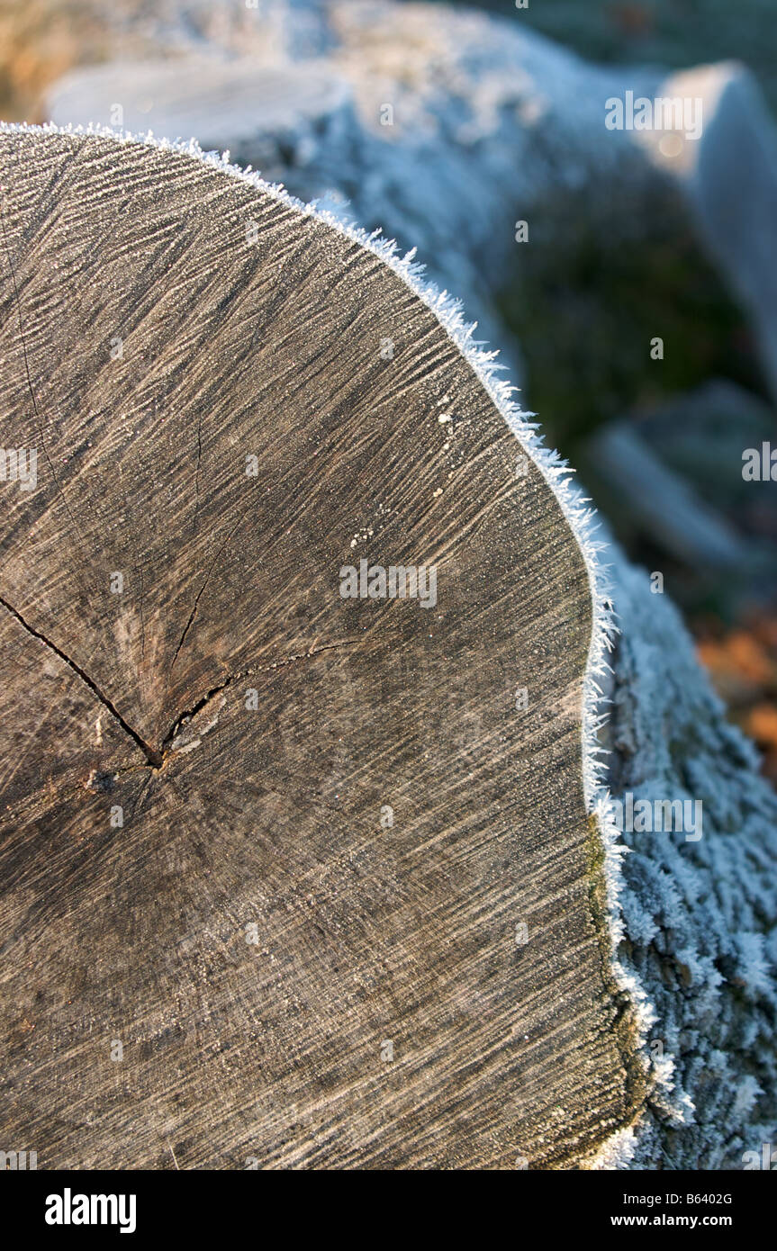 Tree stump frost hi-res stock photography and images - Alamy