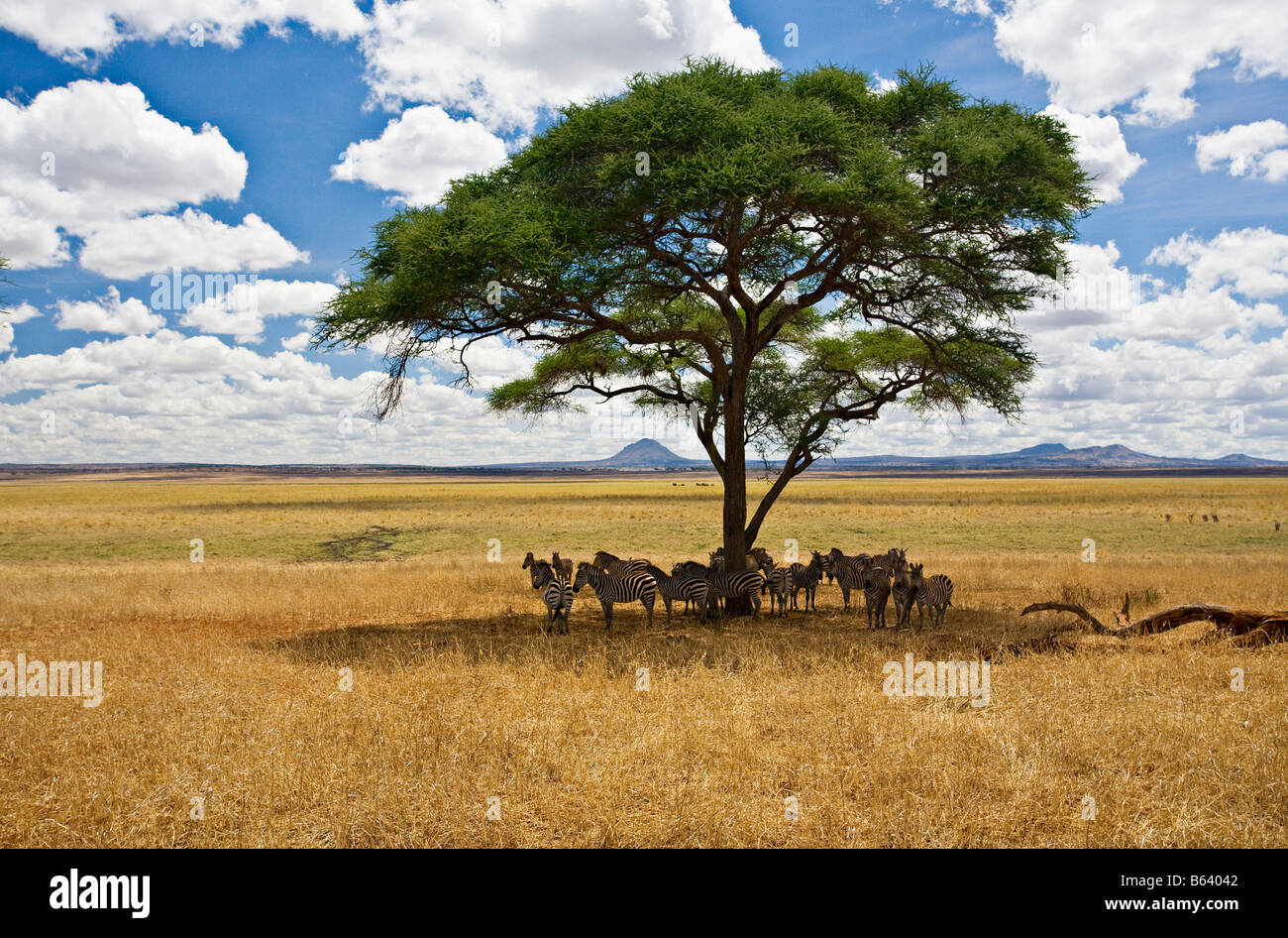 Boehmi Zebras (Equus Quagga Boehmi) under Acacia tree in Tarangire ... Boehmi Zebras (Equus Quagga Boehmi) under Acacia tree in Tarangire ...