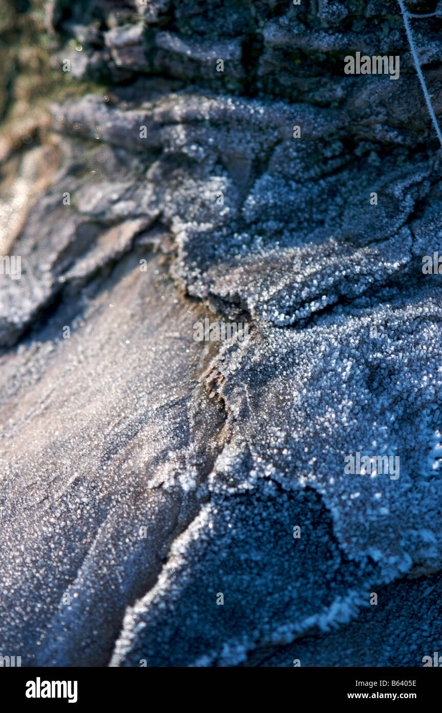 Tree stump frost hi-res stock photography and images - Alamy