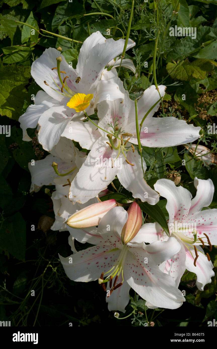 Asiatic Lilies Garden High Resolution Stock Photography and Images - Alamy Asiatic Lilies Garden High Resolution Stock Photography and Images - Alamy
