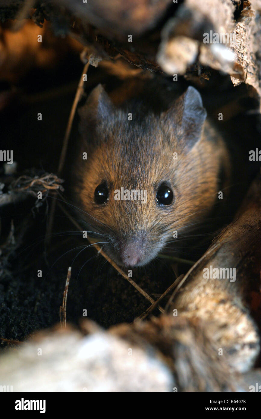 Long Tailed Field Mouse Stock Photos & Long Tailed Field Mouse Stock ...