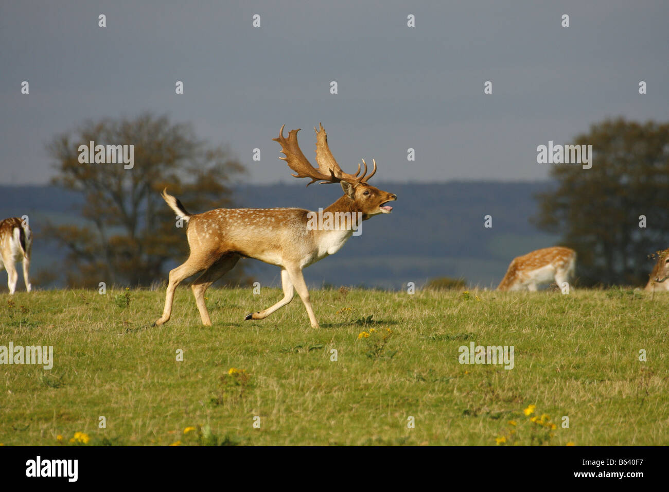 Fallow Deer Dama dama single adult male roaring during rut Taken ...