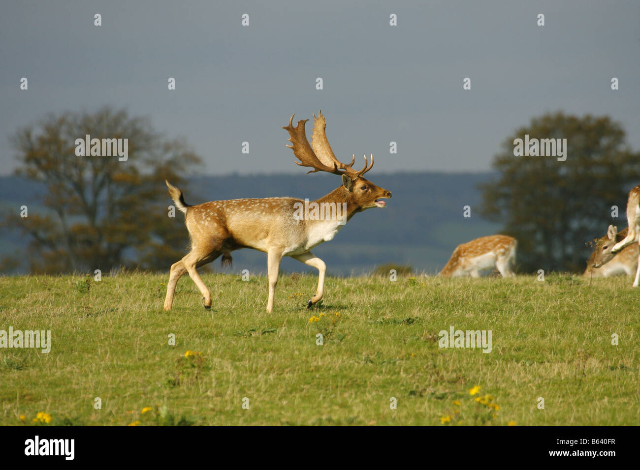 Male fallow deer knole park hi-res stock photography and images - Alamy