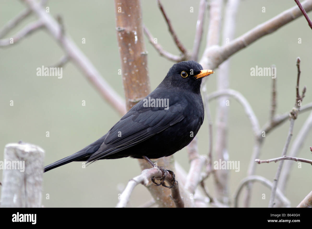 Turdus merula, a male blackbird Stock Photo - Alamy