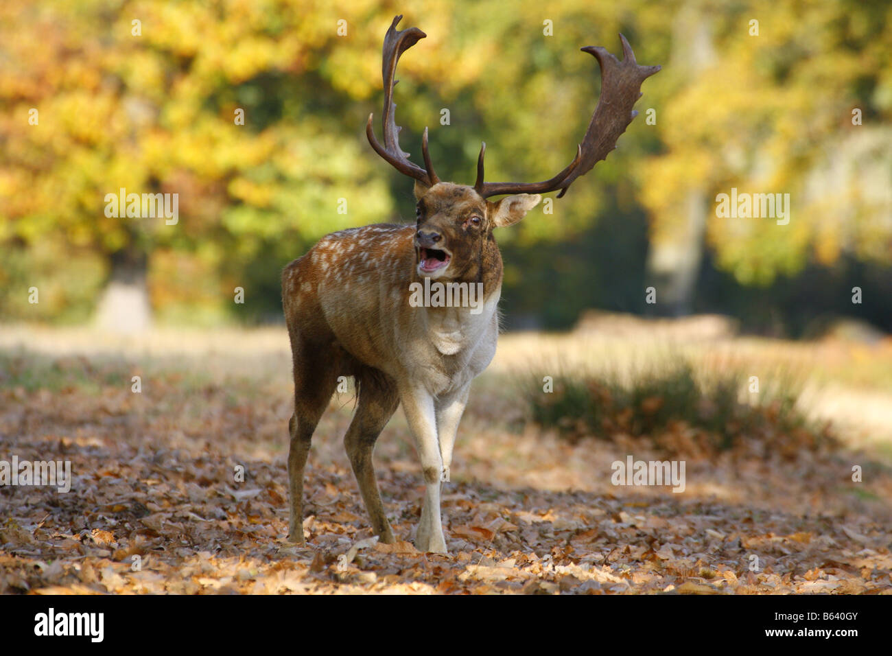 Male fallow deer knole park hi-res stock photography and images - Alamy