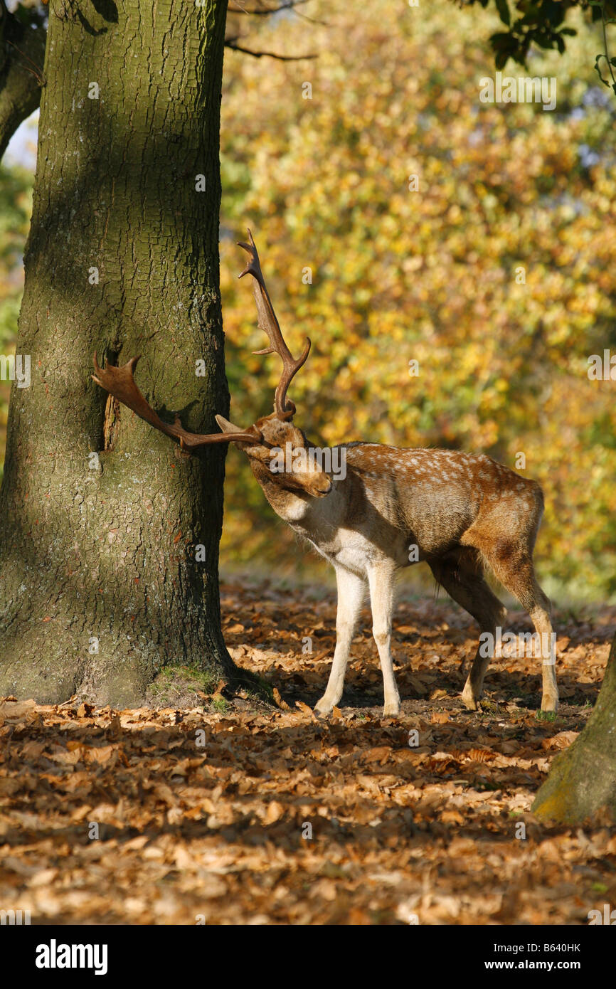 Rubbing on tree hi-res stock photography and images - Alamy