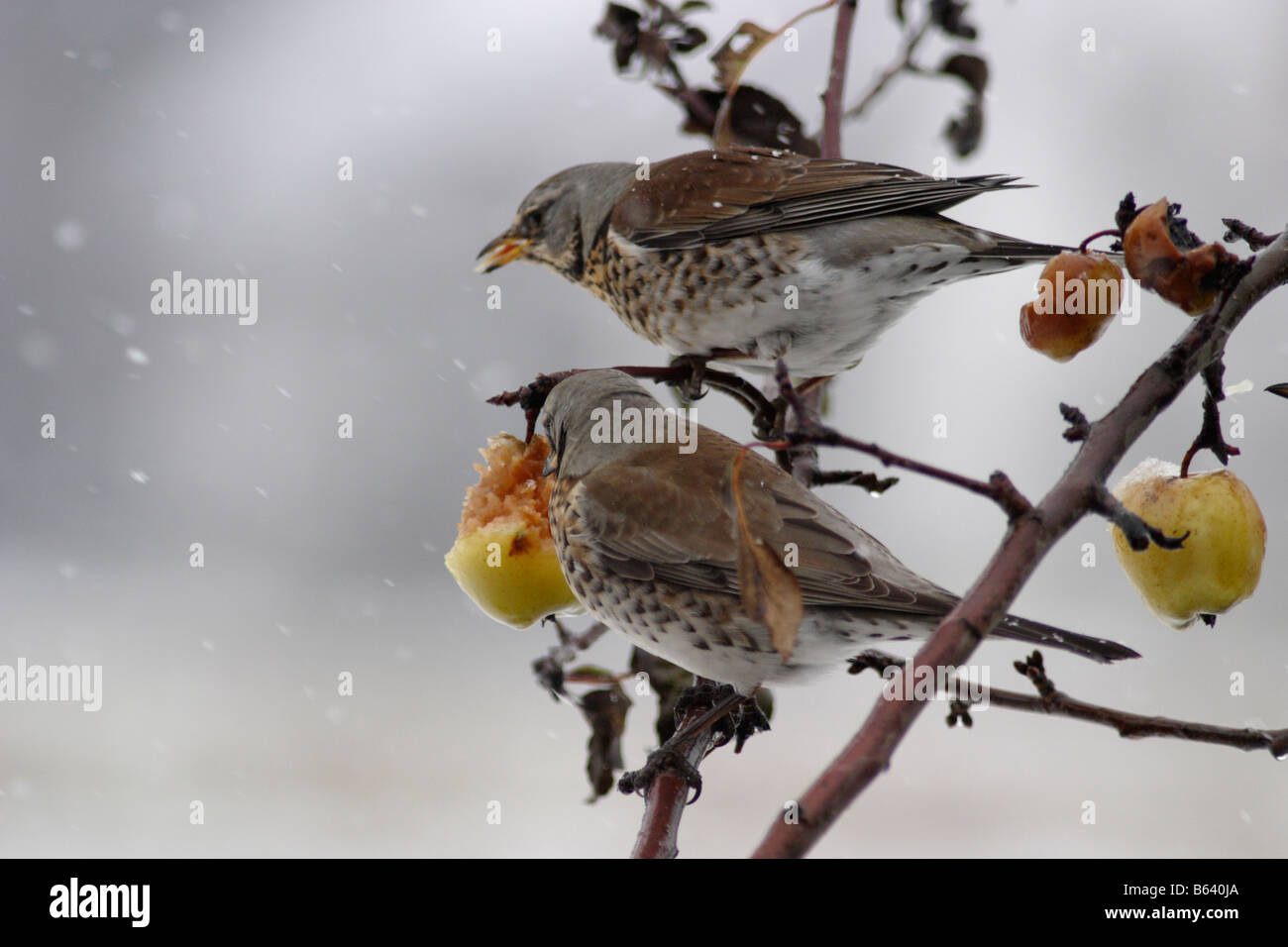 Apples bird feeder hi-res stock photography and images - Alamy