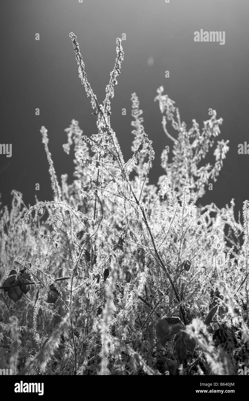 first frost on bush, fine art feel Stock Photo - Alamy