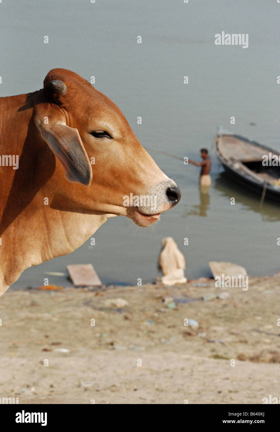 Cow head with Ganges river in the background.Varanasi, India Stock ...