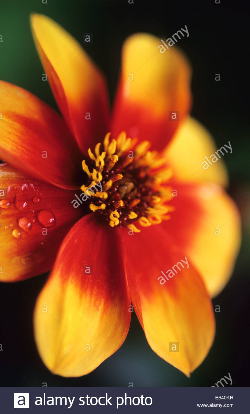 Dahlia Moonfire Stock Photos & Dahlia Moonfire Stock Images - Alamy