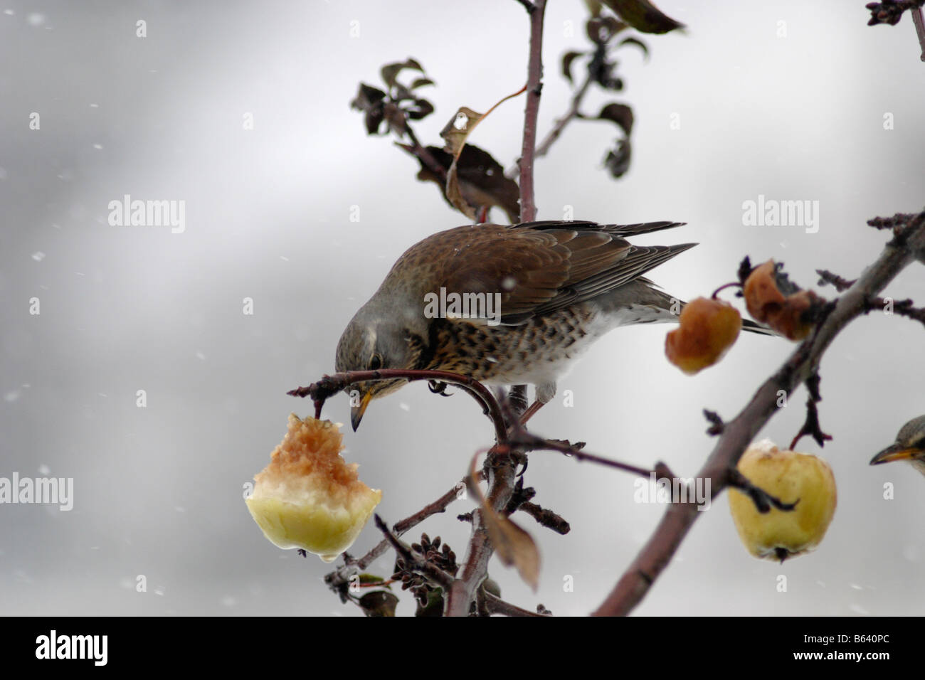 Turdus pilaris Fieldfare Thrush Stock Photo - Alamy