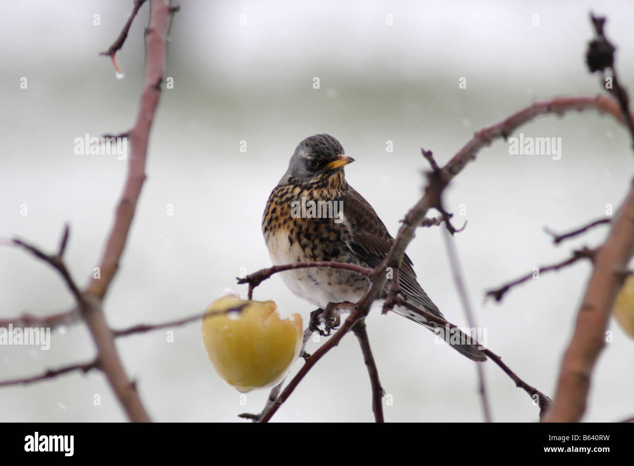 Apples bird feeder hi-res stock photography and images - Alamy