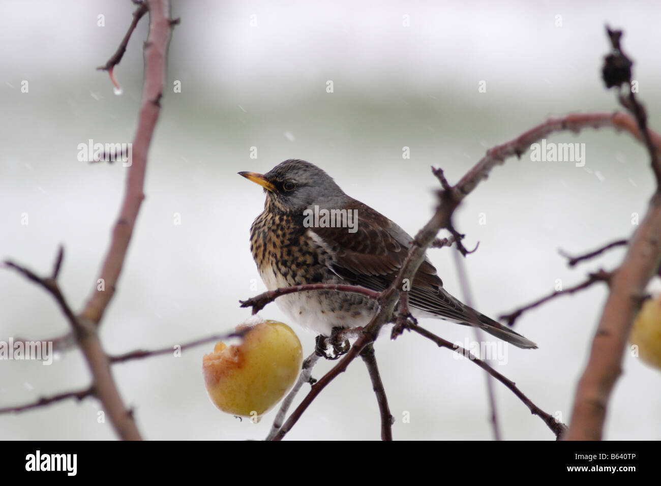 Turdus pilaris, Fieldfare Thrush, figthing over apples that are left ...