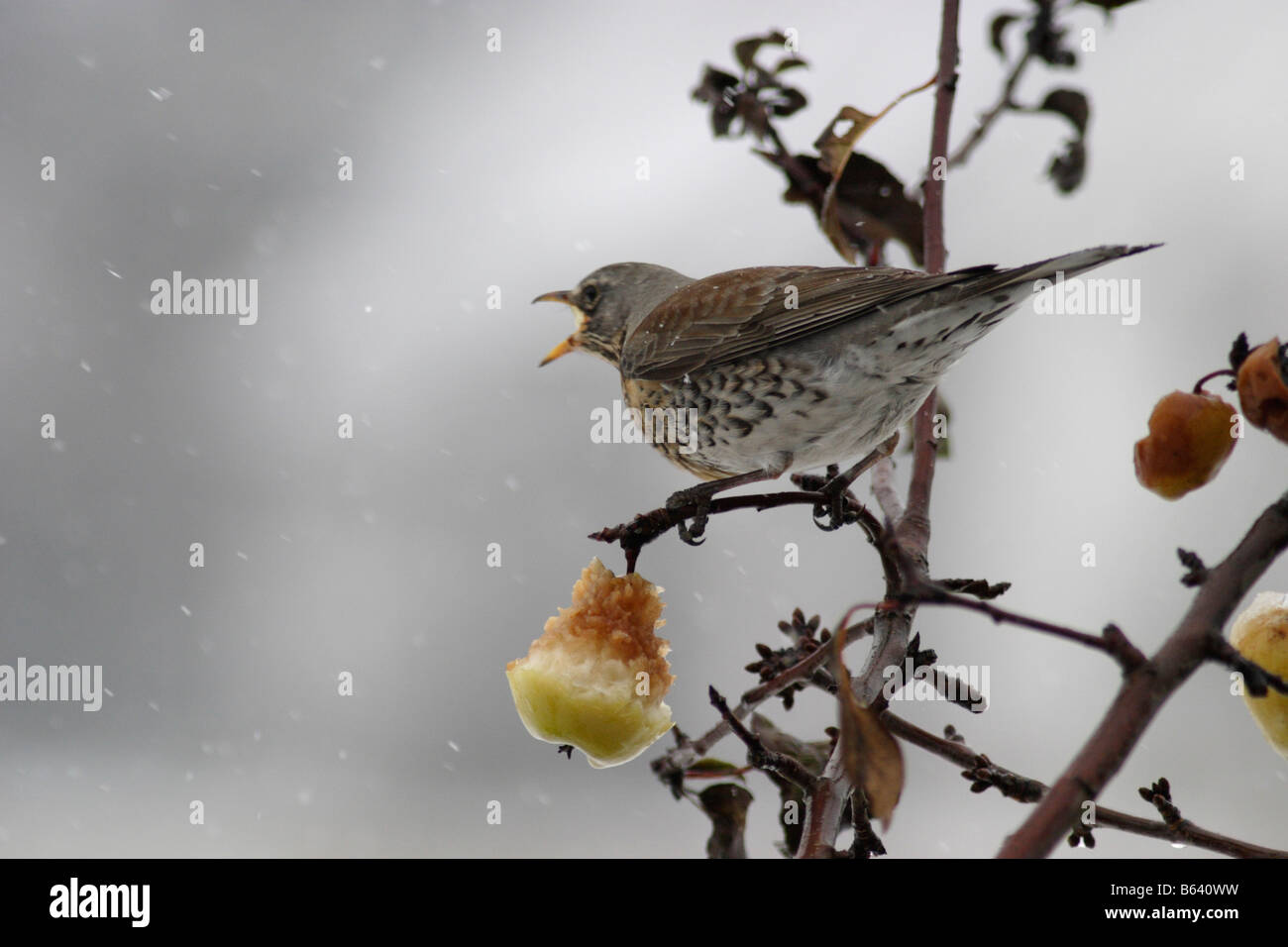 Apples bird feeder hi-res stock photography and images - Alamy
