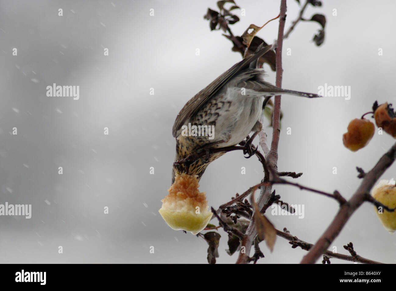 Apples Bird Feeder High Resolution Stock Photography and Images - Alamy