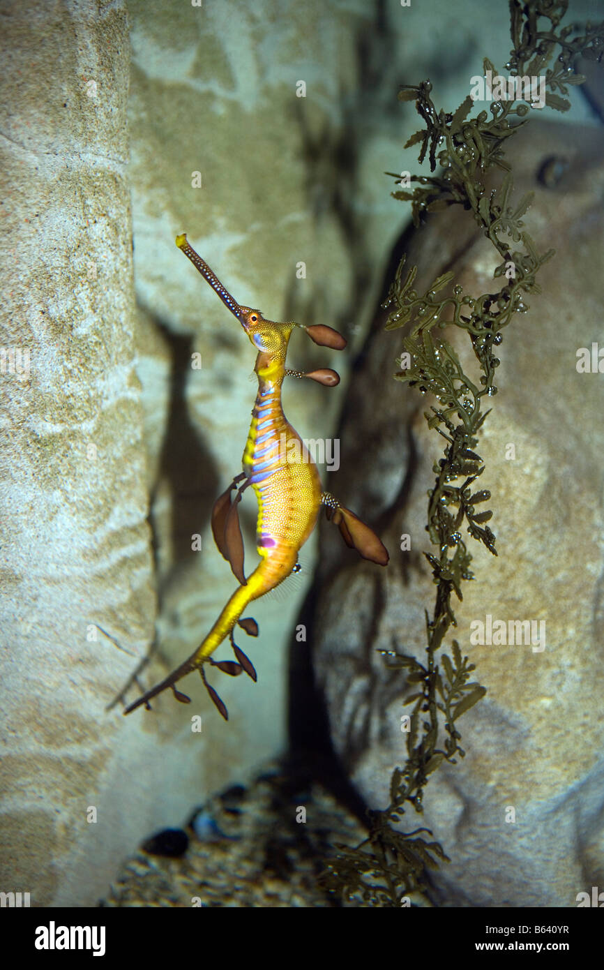 Common sea dragon hi-res stock photography and images - Alamy