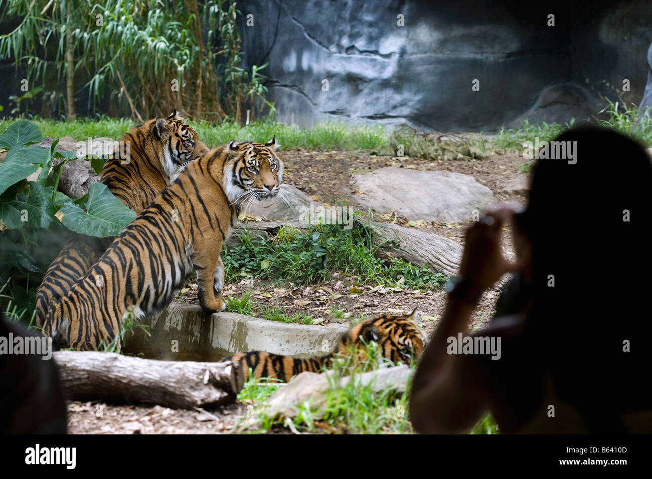 Australia, Sydney, Taronga Zoo. Sumatran tigers behind glass (Panthera ...