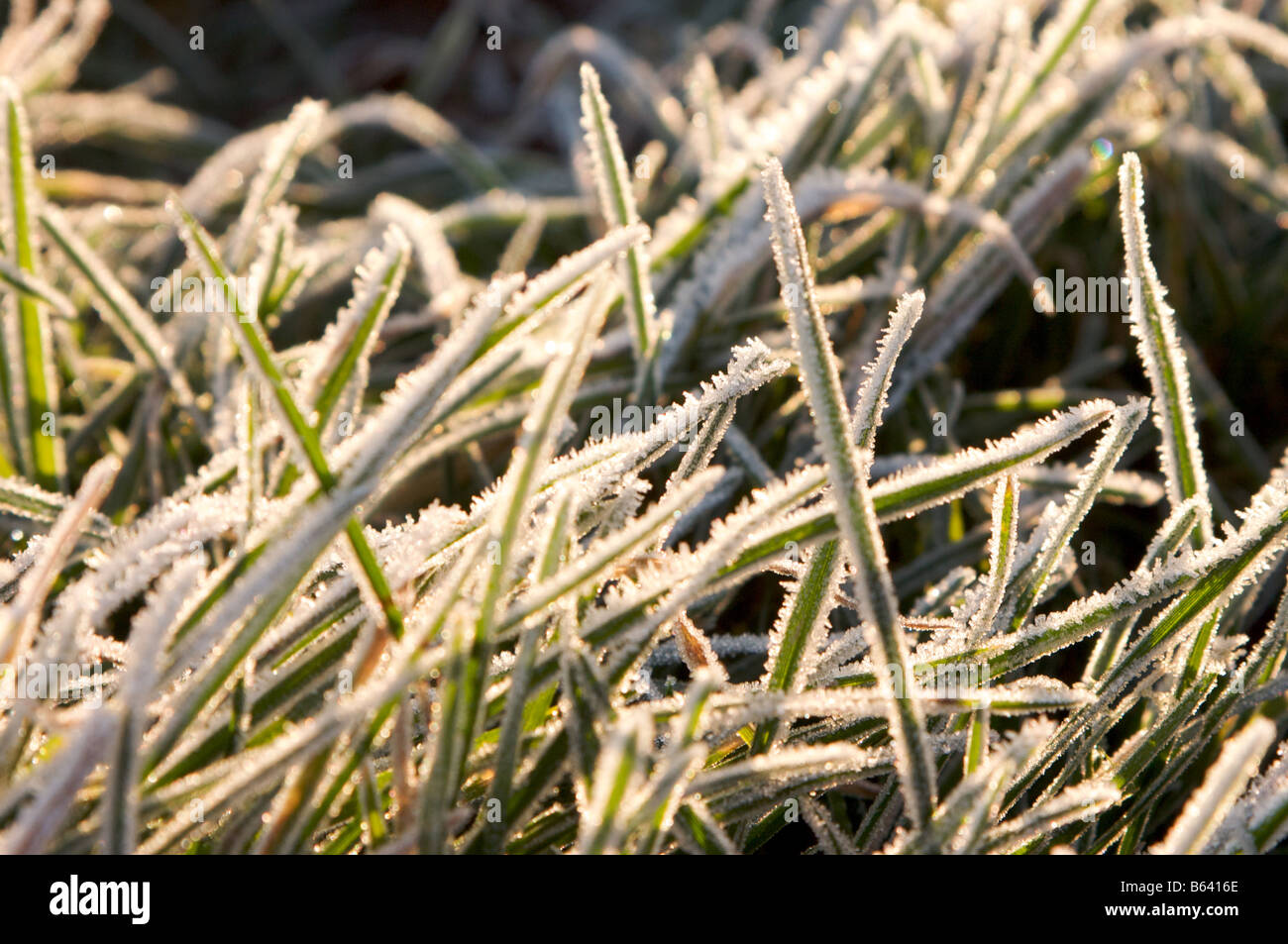 first frost on grass Stock Photo - Alamy