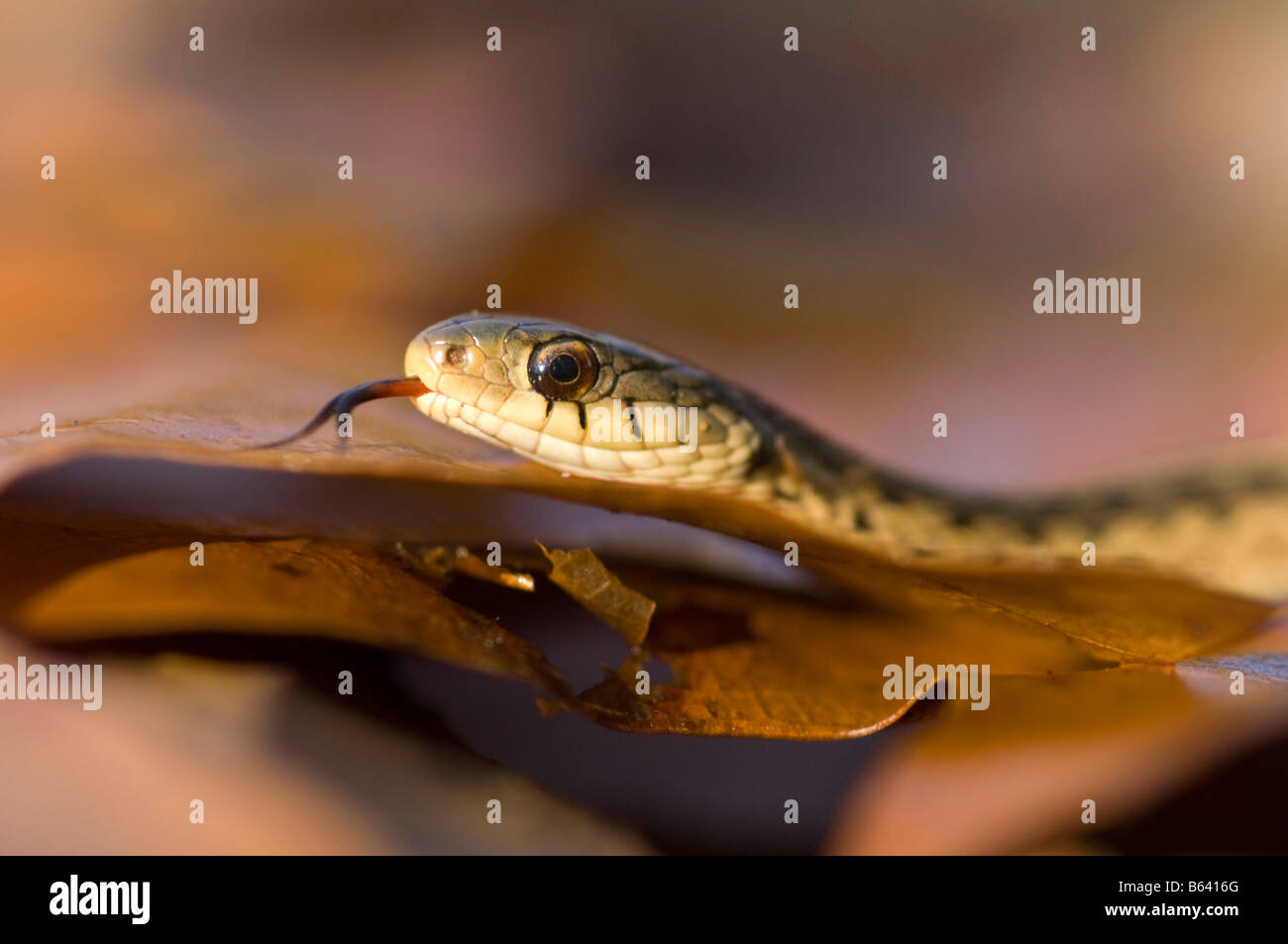 The common eastern garter snake, Thamnophis sirtalis are common across ...