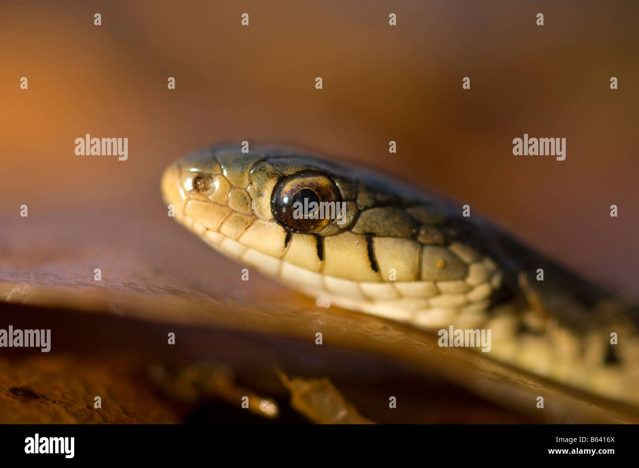 The common eastern garter snake, Thamnophis sirtalis are common across ...