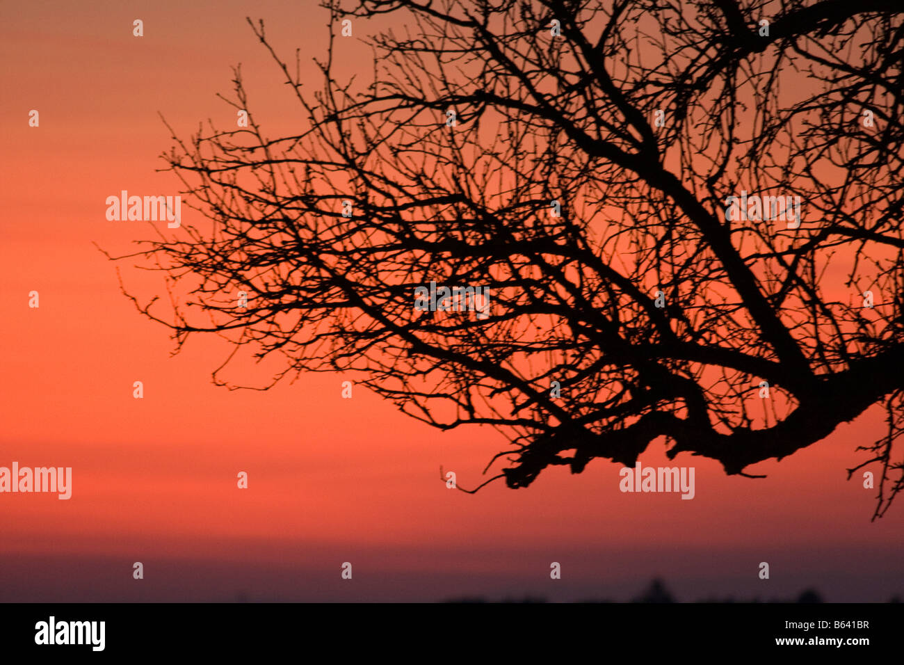 Stockera viewpoint red tree atmosphere mood sunset sundown landscape ...