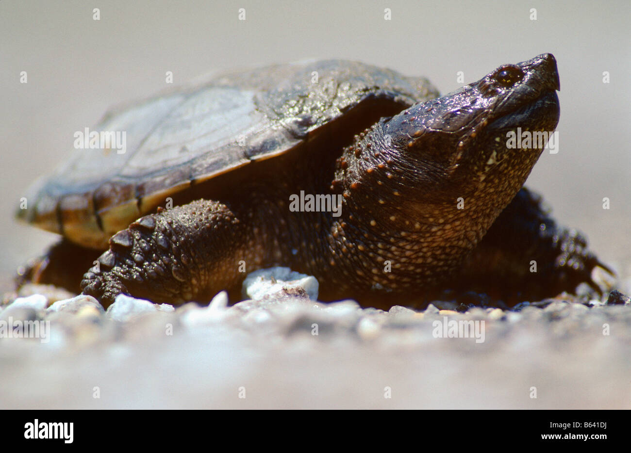 Snapping Turtle Chelydra serpentina more formally referred to as the ...
