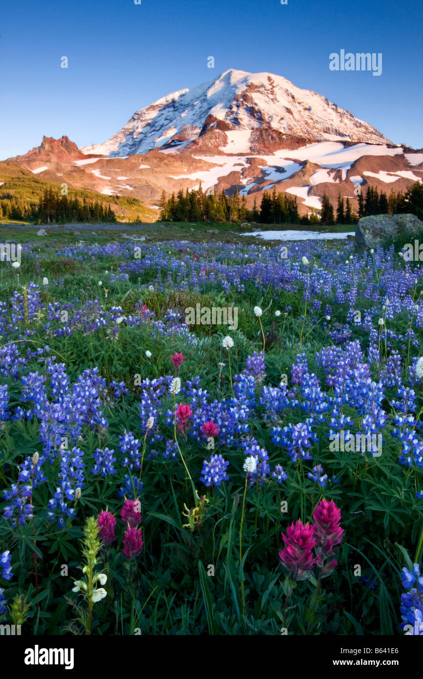Mount Rainier National Park Flowers