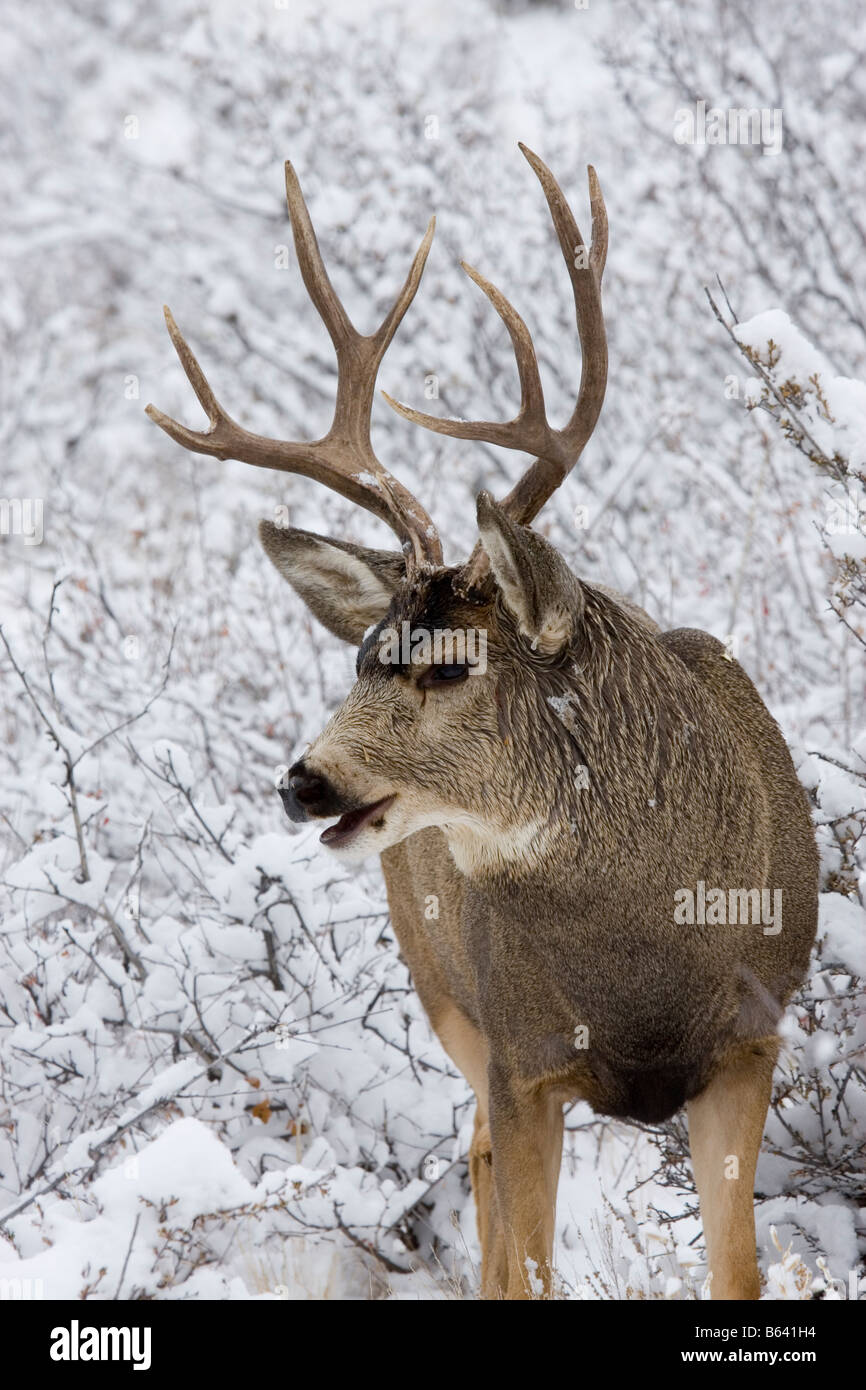 Haremanimals High Resolution Stock Photography and Images - Alamy