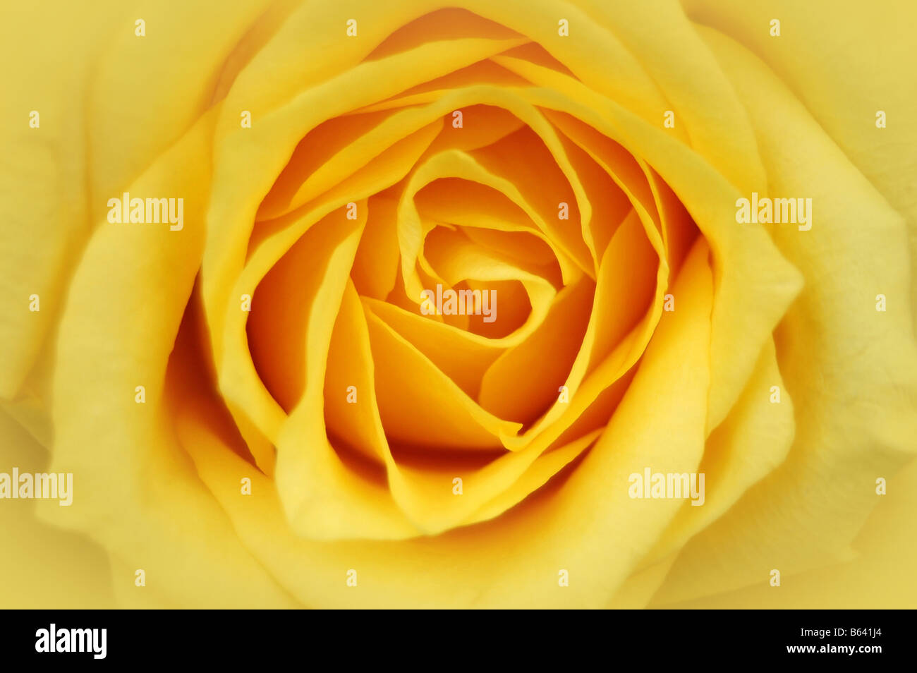 Soft yellow rose in a close up view Stock Photo - Alamy