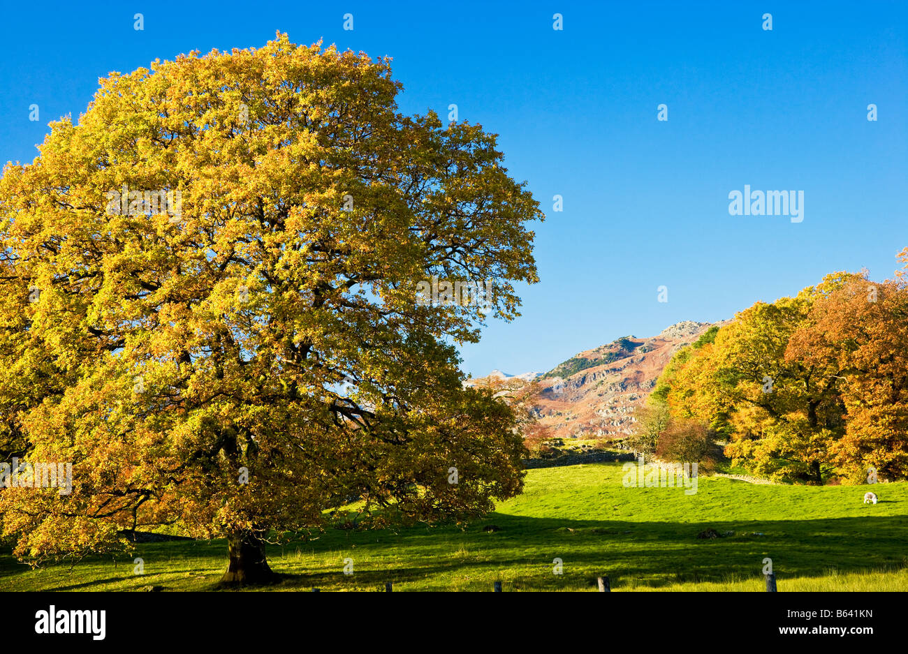 Typical sunny autumn day landscape scenery view in the Lake District ...