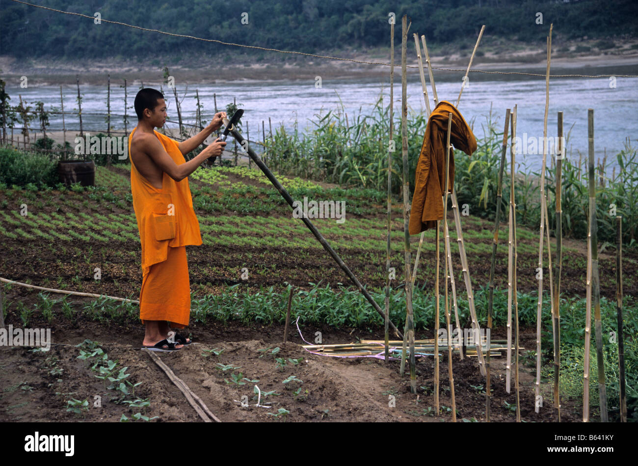 A young Buddhist monk tends vegetable gardens along the banks of the ...