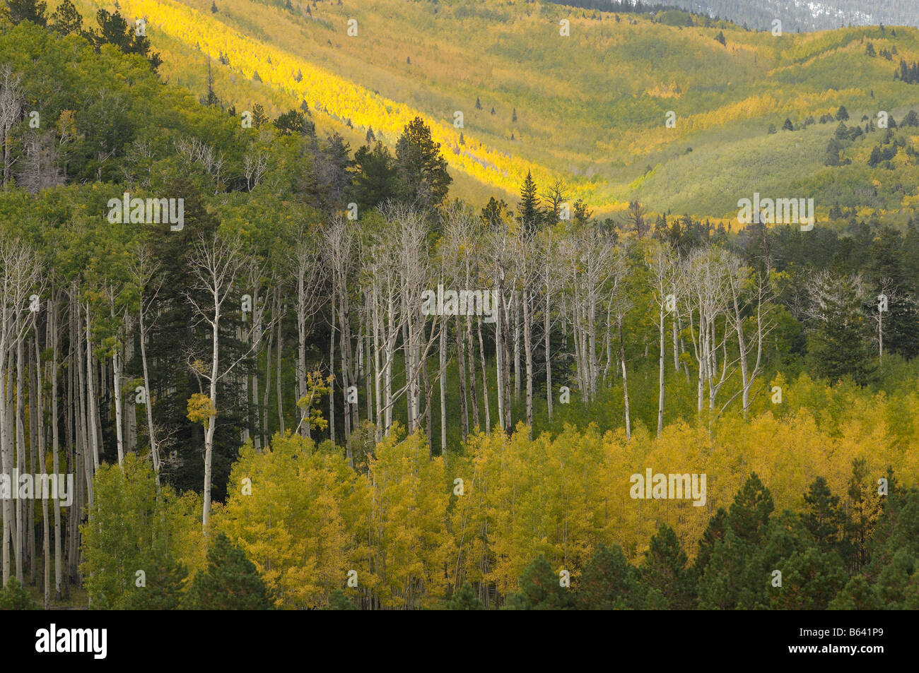 Gold aspen trees hi-res stock photography and images - Alamy