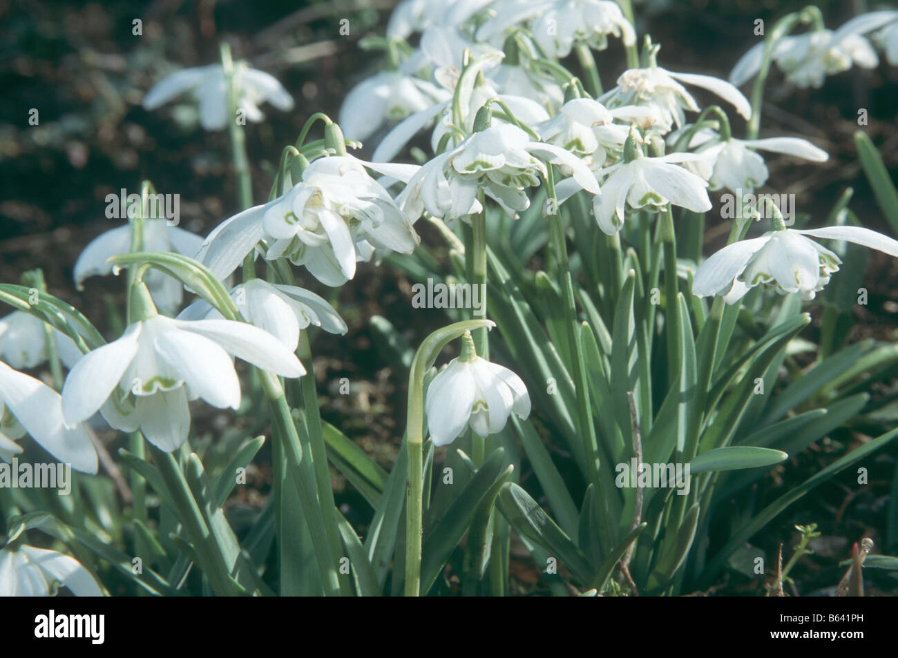 Snowdrop flore pleno hi-res stock photography and images - Alamy