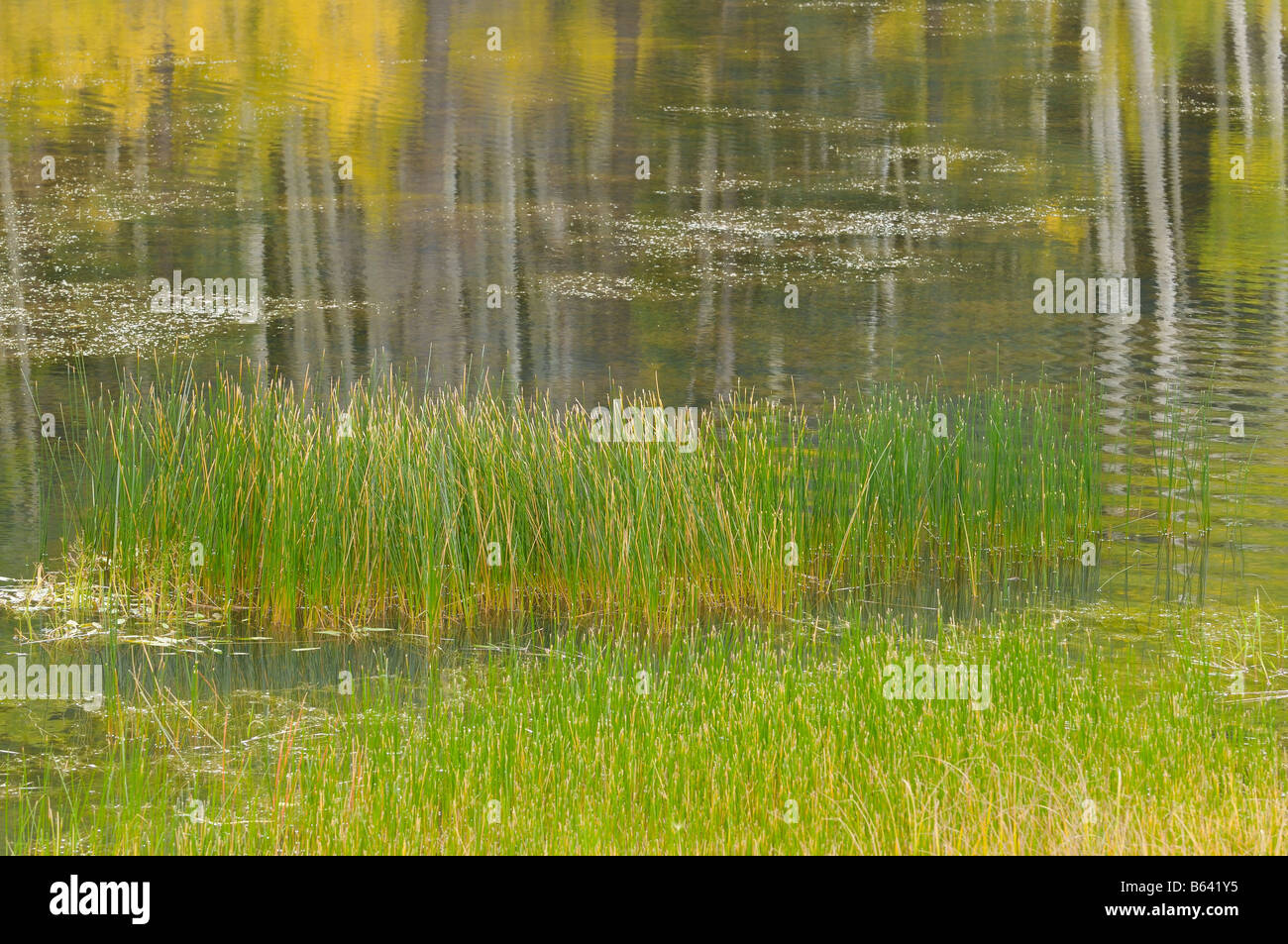 Grasses At Pond High Resolution Stock Photography and Images - Alamy