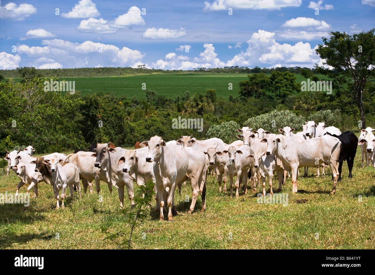 Brazil, Silvania, Goias, Zebu cows Stock Photo - Alamy