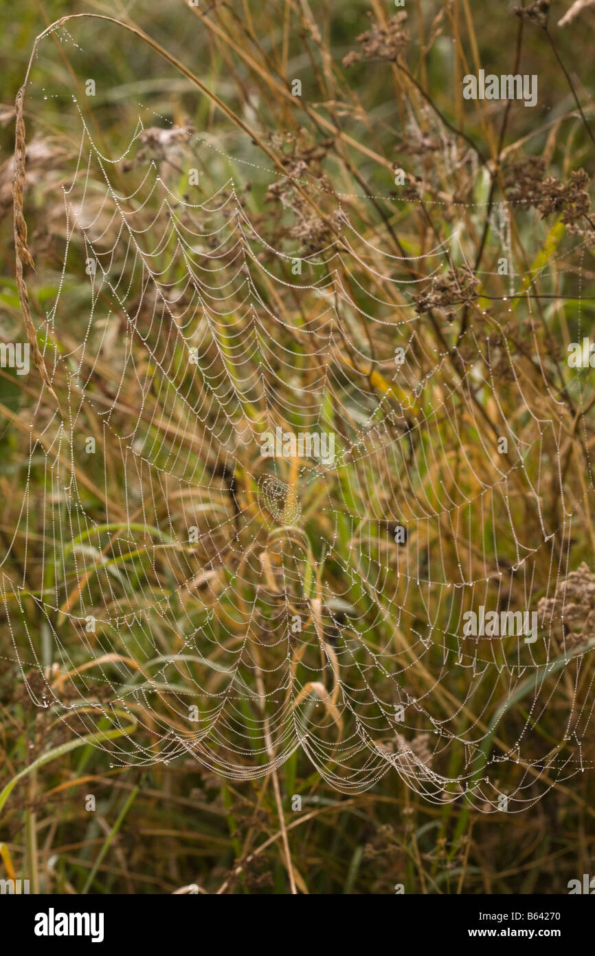 Dead bramble leaf hi-res stock photography and images - Alamy