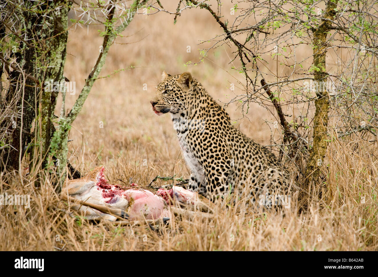 leopard with a kill Stock Photo - Alamy